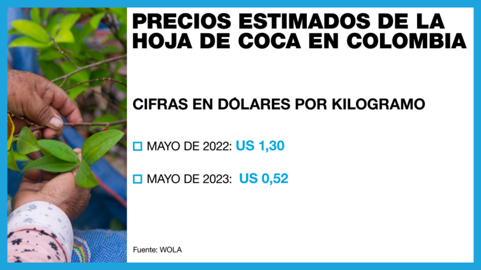 ¿Por qué cae el precio de la hoja de coca en Colombia? - Economía